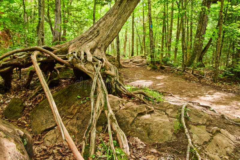 Close-up of Tree Growing Over Rocks with Exposed Roots Along Dirt Path ...