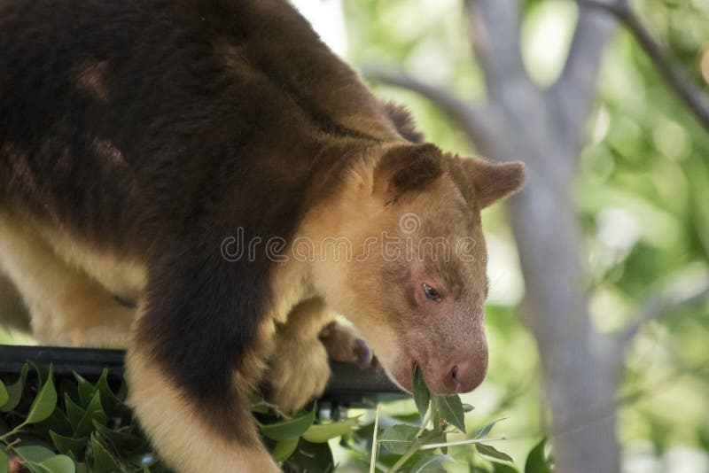 A tree kangaroo stock photo. Image of kangaroo, nose - 111898104