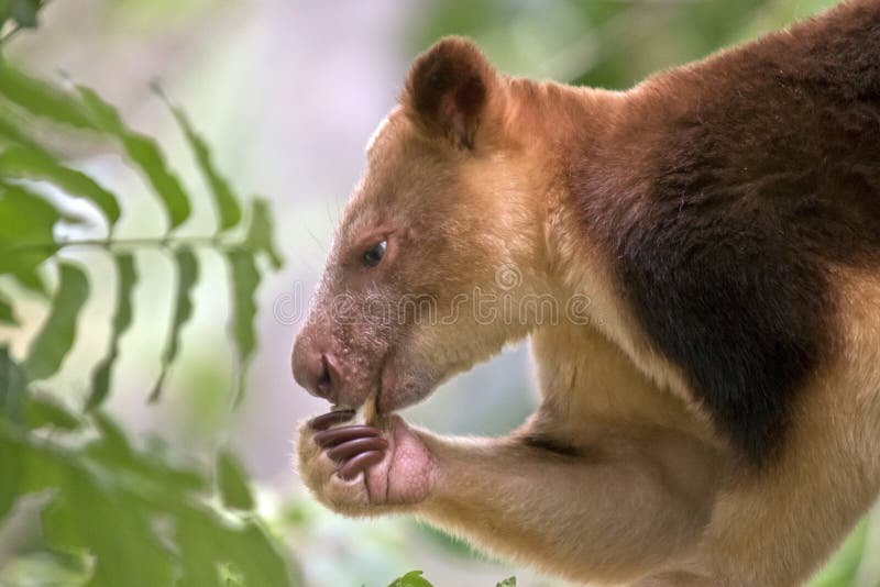 A tree kangaroo stock photo. Image of pink, bear, whiskers - 117682838