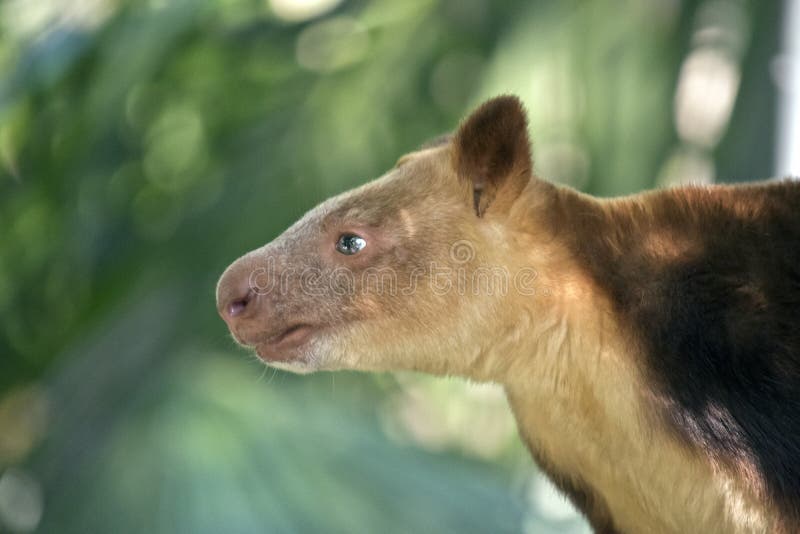 Kangaroo side view stock image. Image of green, looking - 213666431