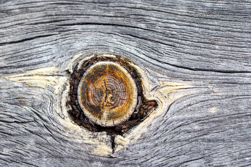 Close-Up of Tree Knot in Grey Wood Stock Image - Image of tree, brown ...