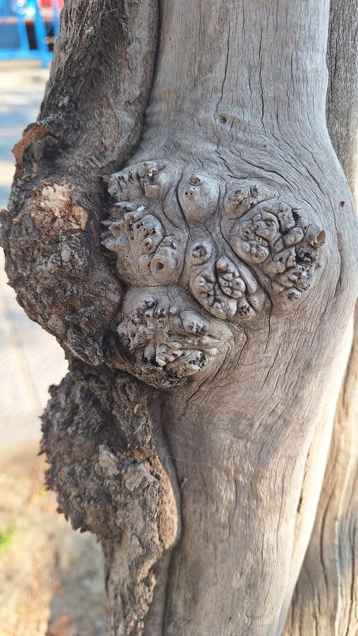 A Two-colored Tree with a Protrusion on Each Side. Stock Image - Image ...