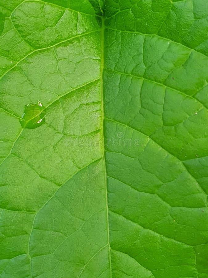 Close-up Tree Leaf Background. Natural Background Stock Image - Image ...