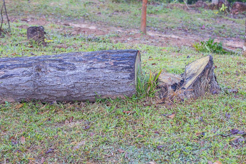 A Tree Log Trunks on Grass Ready for Cutting Stock Image - Image of ...