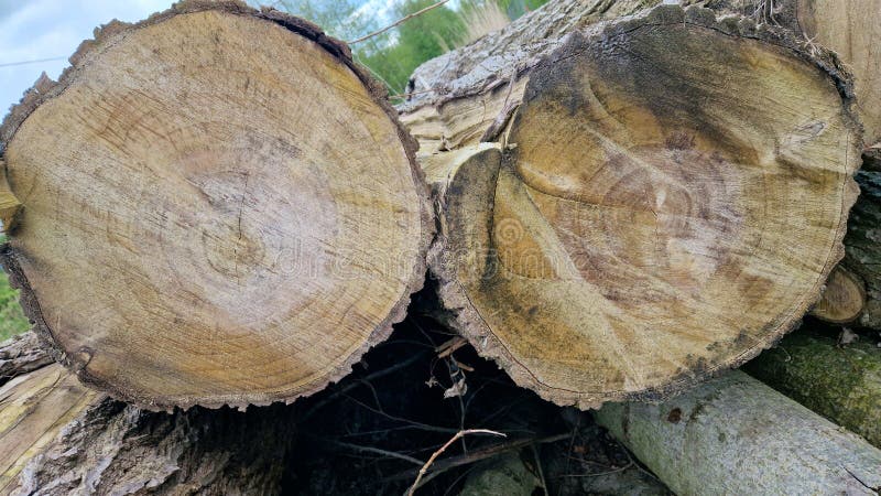 Close-up of Tree Logs with Growth Rings Stock Photo - Image of forestry ...