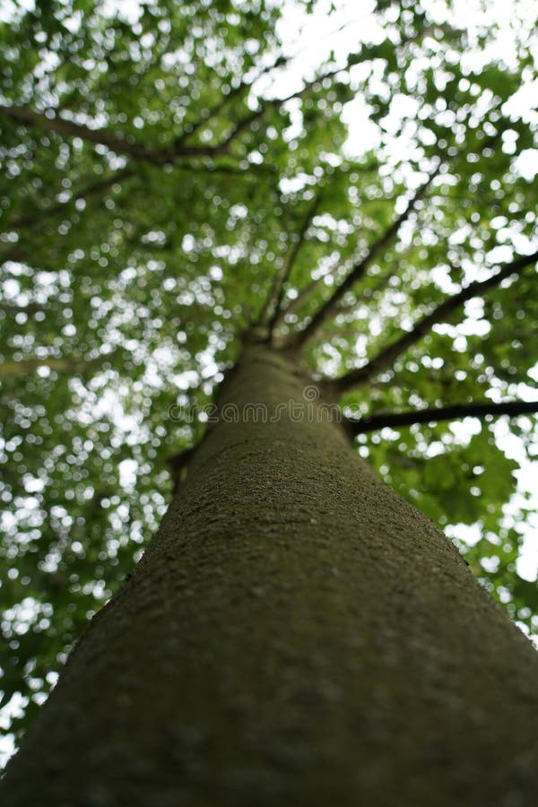 Close up with a tree stock photo. Image of brown, bokeh - 124066248