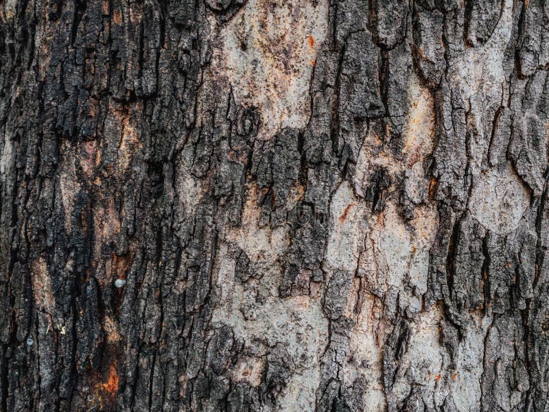 Close up tree Lumber stock image. Image of detail, grunge - 125892297