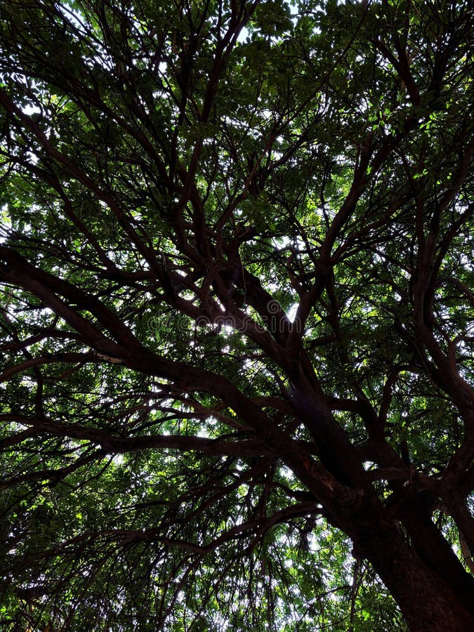 Close-up of a Tree with Green Leaves Stock Image - Image of texture ...