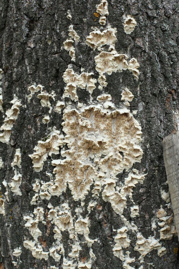 Mold on the bark of a tree stock image. Image of later - 109162041