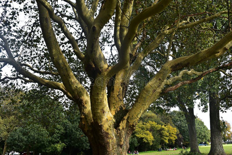 Close Up of a Tree in the Park. Stock Photo - Image of lumber, forest ...