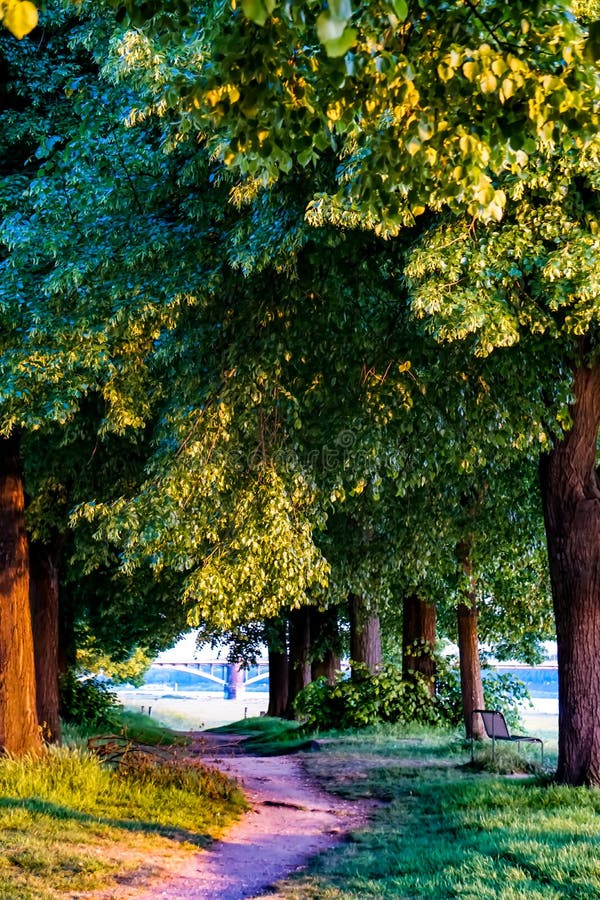 Close-up of a Tree Pathway at the Riverside Allee with Sunlight in ...