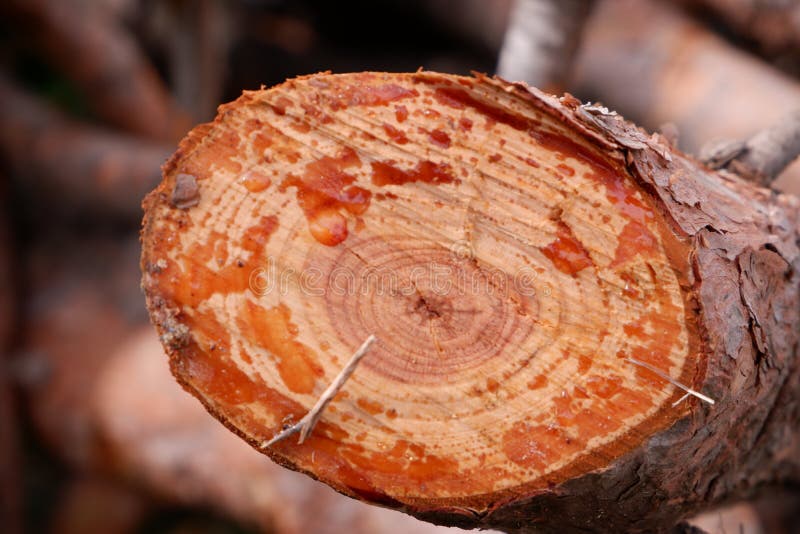 Close up of tree pattern stock photo. Image of detail - 174965424