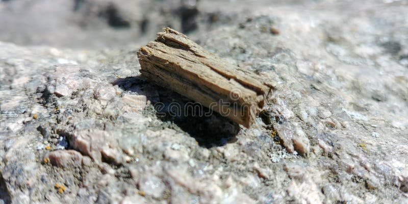 Close Up of a Tree Piece Laying on a Rock Stock Photo - Image of rough ...