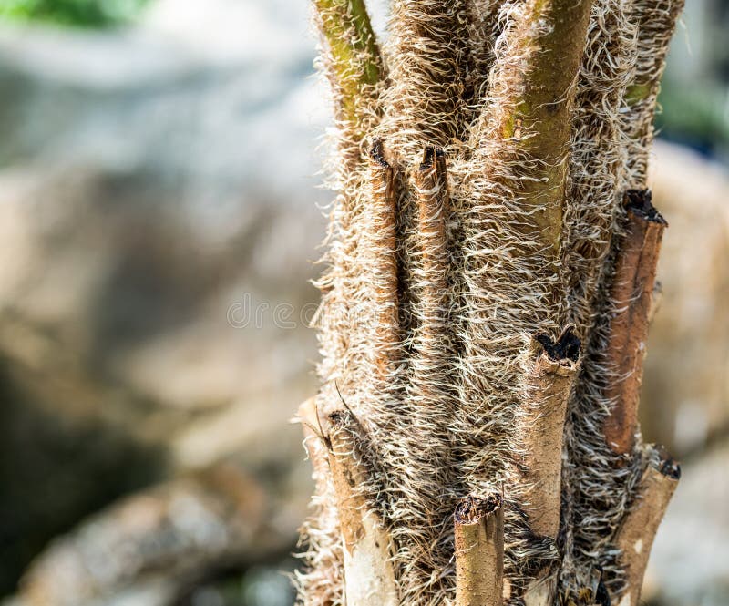 Close Up of Tree Plant Bark, Stringy Weave Stock Image - Image of ...