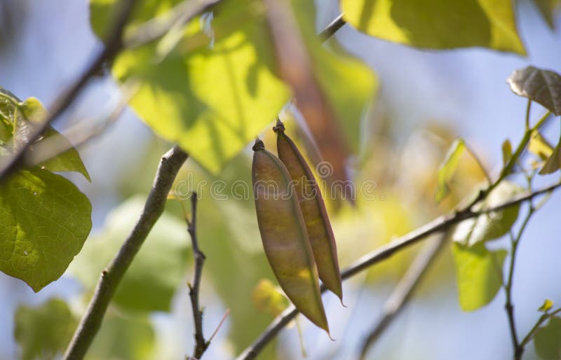Close up of Tree Pods stock photo. Image of foliage - 213900506