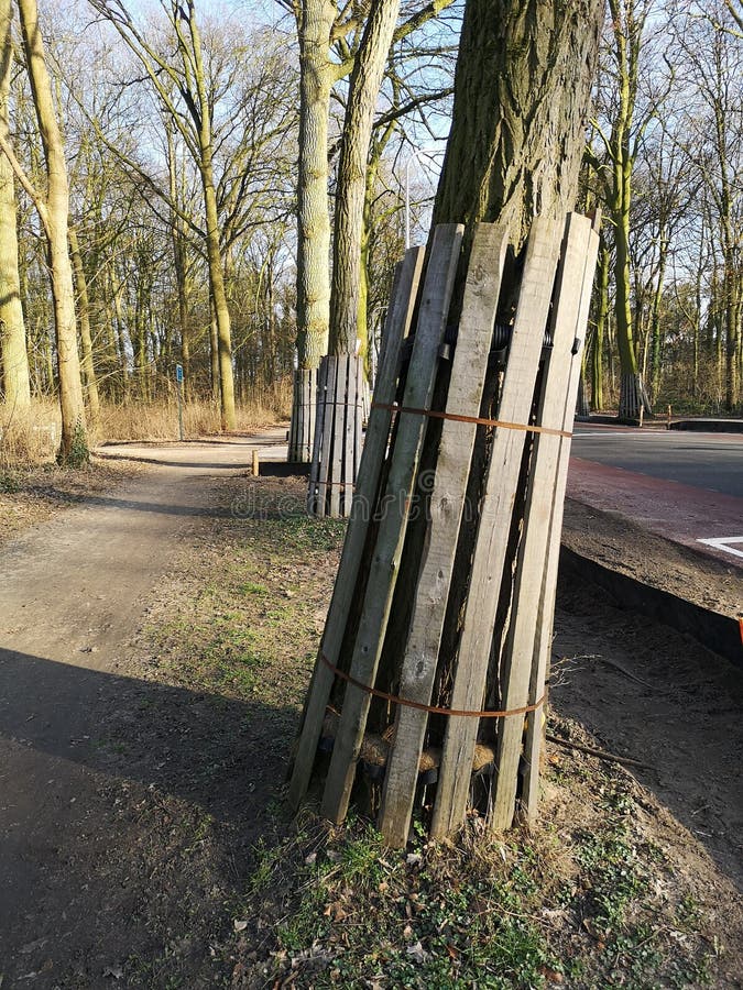 Close-up of a Tree Protected during Construction Work Stock Photo ...