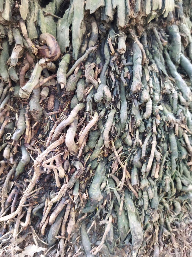 Close Up of Tree Root Growing Above Ground.Tree Stump Image Stock Photo ...