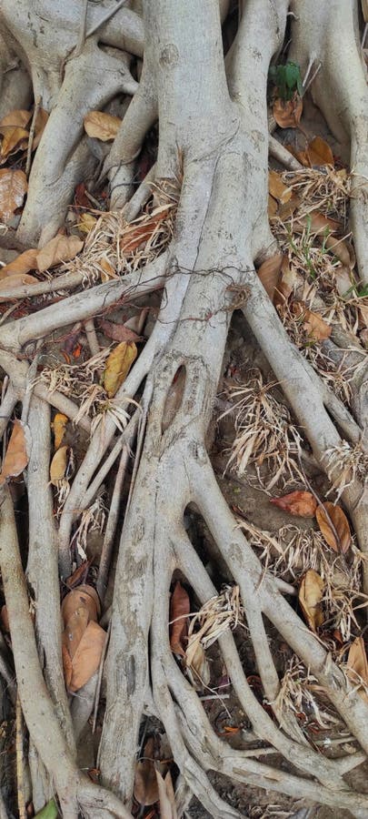 Close Up of Tree Roots Appearing on the Ground Stock Photo - Image of ...