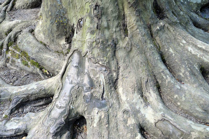 Close up of tree roots stock image. Image of earth, plant - 77540753