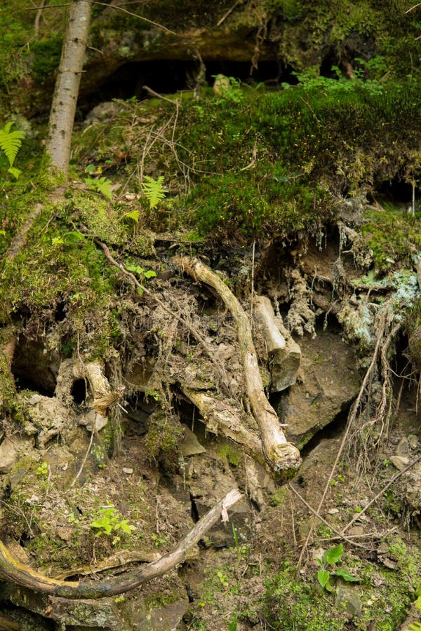 Close up of tree roots stock image. Image of soil, close - 103198131