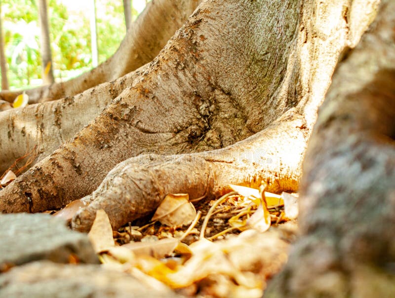 Close Up of Tree Roots with Foliage Stock Photo - Image of light ...