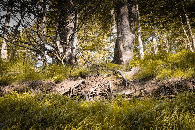 Close Up of Tree Roots in Forest Stock Photo - Image of landscape ...