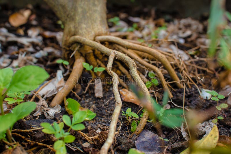 Close Up Tree Roots in Garden. Stock Photo - Image of wood, outdoor ...