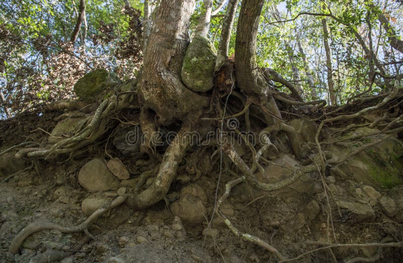 Close-up Tree Roots on the Ground in Mountain Forest Stock Image ...