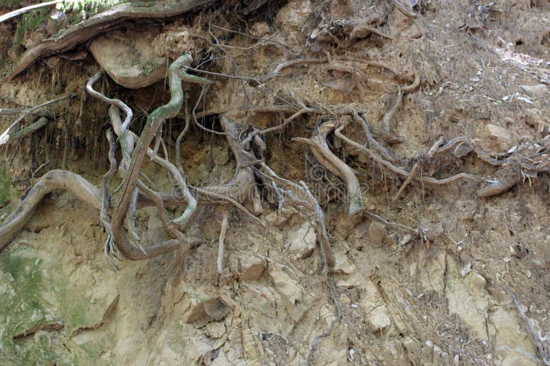 Close Up of Tree Roots Growing Out of a Dirt Hillside Stock Image ...