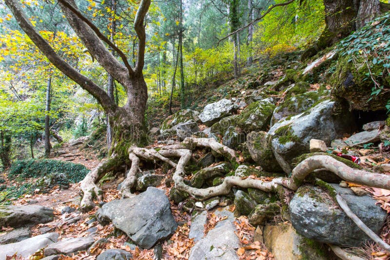 Tree Roots on Rocky Ground in Forest Stock Image - Image of green ...