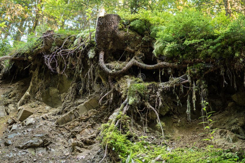 Close up of tree roots stock photo. Image of soil, ground - 103198246