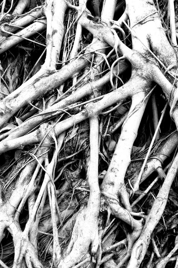 Close Up Roots of Green House Plant in Woman Home Gardener Hands Ready ...