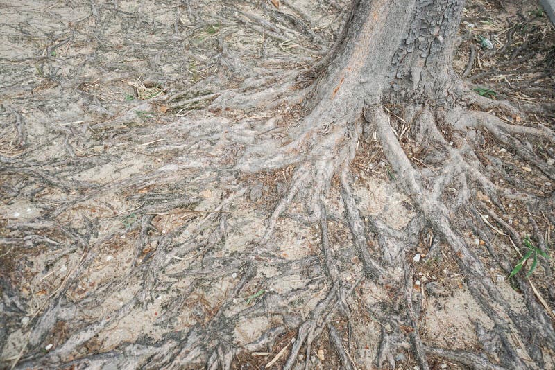 Close Up Tree Roots Texture Stock Photo - Image of design, grunge: 83782856