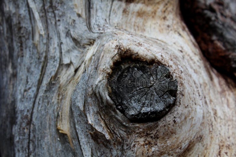 Close-Up Texture of Branch Stump and Bark Stock Photo - Image of ...