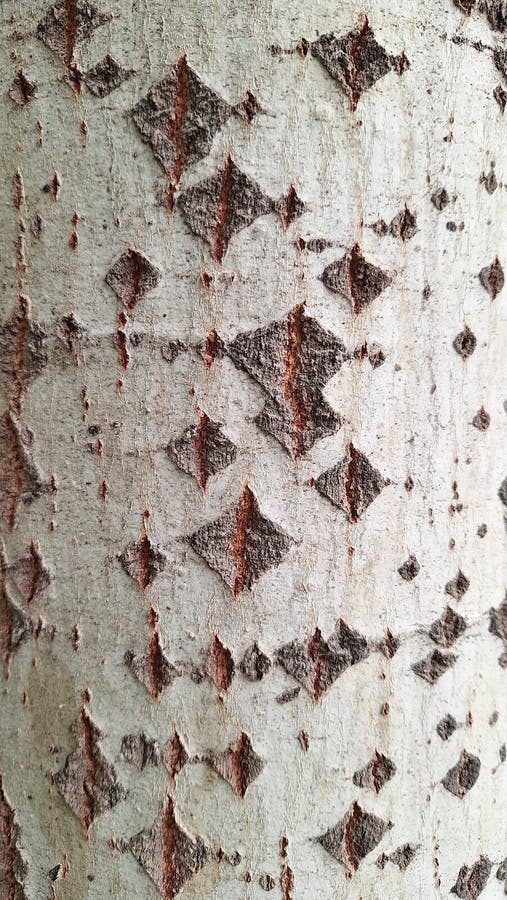 A Close-up of a Tree Showing the Texture of Its Trunk with Diamond ...