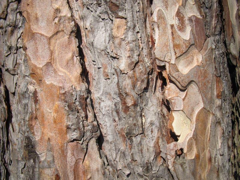Close up tree skin texture stock image. Image of natural - 91601233