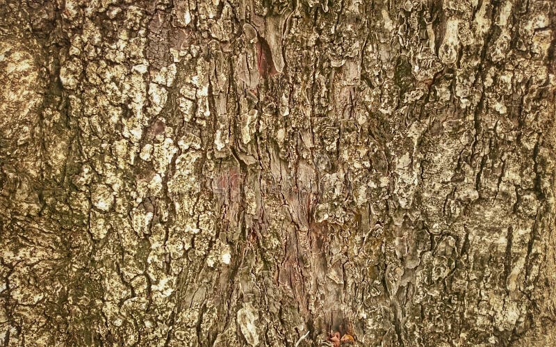 Close Up of Tree Skin for Texture and Background Stock Photo - Image of ...
