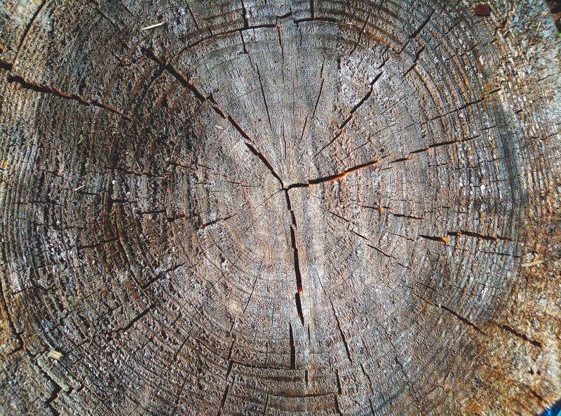 Close - Up of a Tree Slice Texture. Stock Image - Image of crossed ...