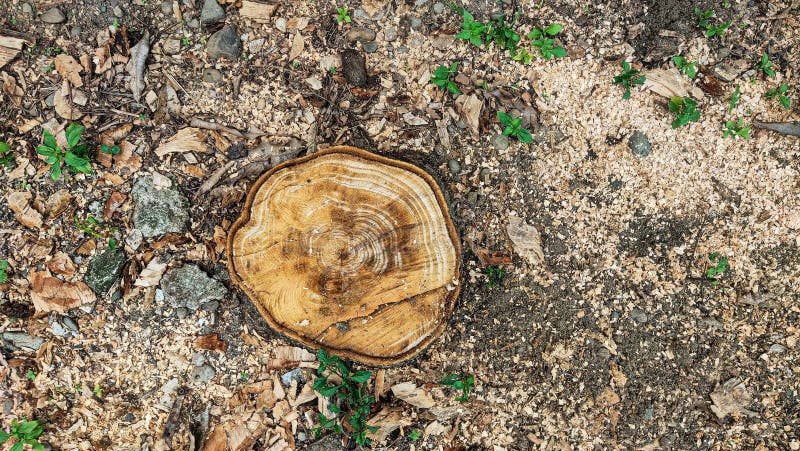 Close Up of a Tree that Someone Recently Cut Down, Showing Brown Pieces ...