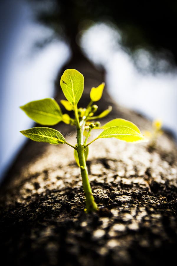 Close Up Tree Sprouting New Branch Stock Photo - Image of tree, budding ...