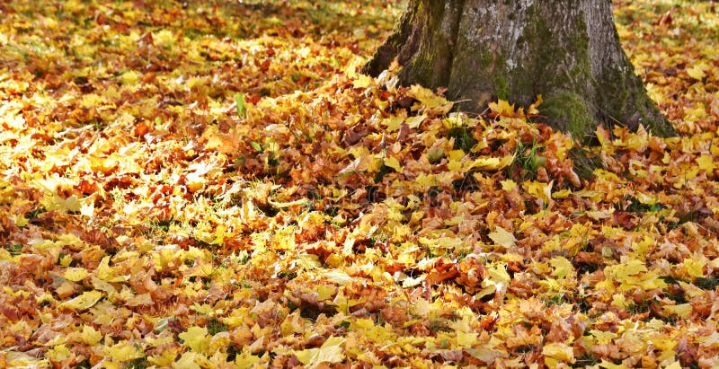 Autumn Maple leaves stock image. Image of fall, nature - 102780945