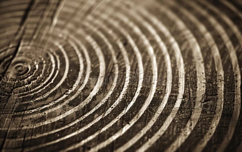 A Close Up of a Tree Stump Displaying the Trees Rings Stock Photo ...
