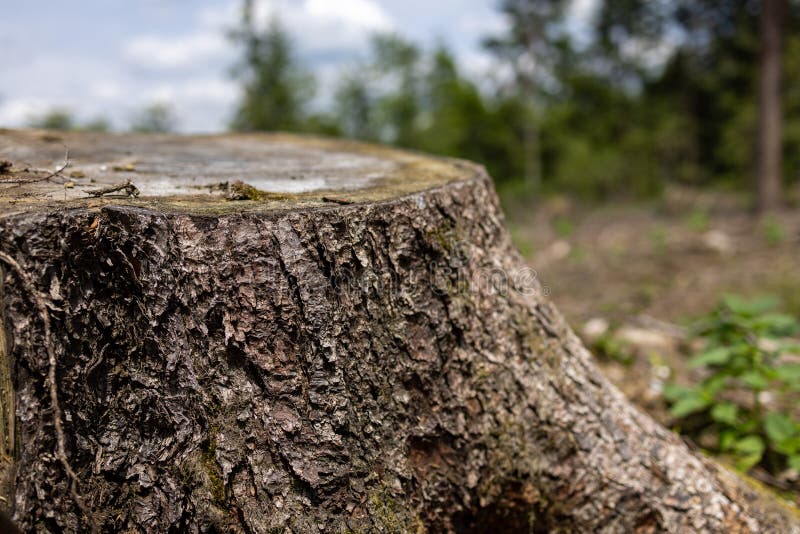 Close-up of a Tree Stump in a Forest, Depicting Deforestation and ...