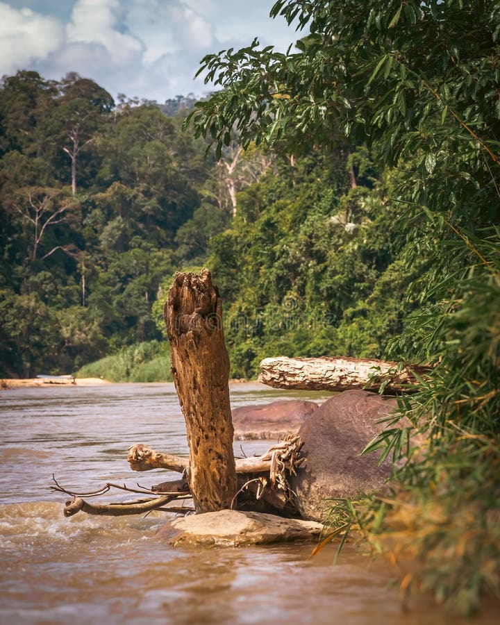 A Close-up of a Tree Stump in a River on a Sunny Day, with a Lush Green ...