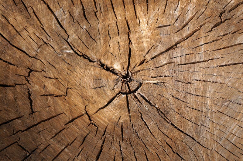 Close-up of Tree Stump Showing Growth Rings and Texture Stock Photo ...