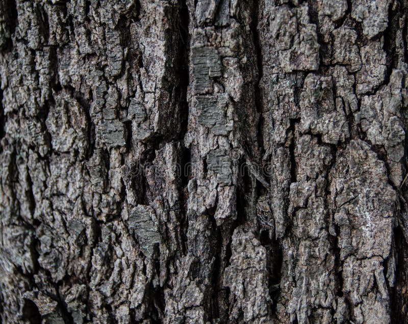 Close Up Tree Surface Texture in Dark Grey. Stock Photo - Image of grey ...