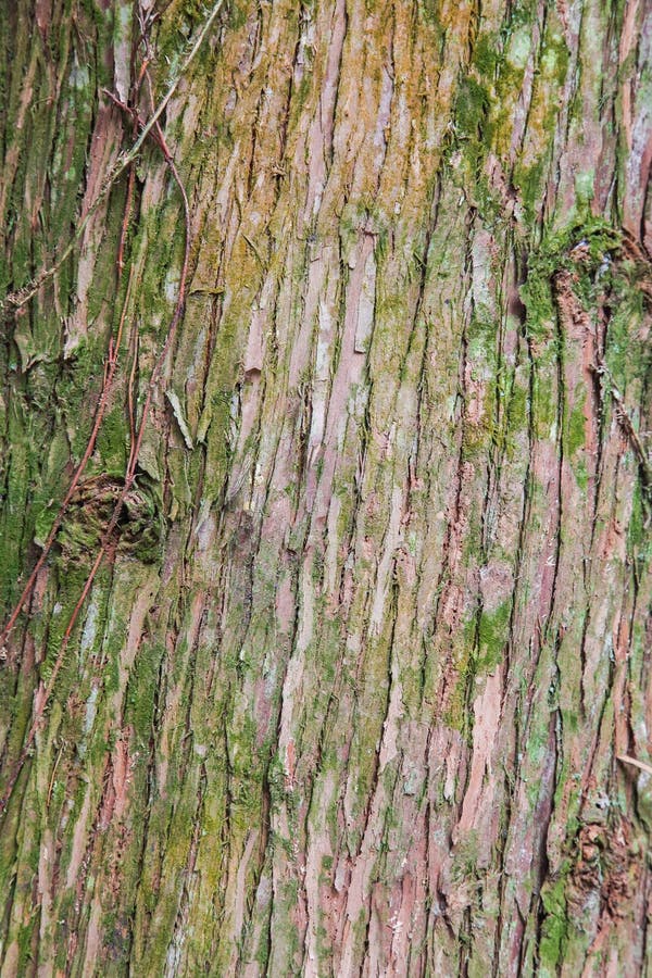 Close up of Tree stock image. Image of close, brown, abstract - 52214951