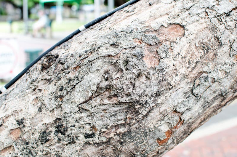Close Up Tree Texture in Park Stock Image - Image of detail, wood: 51933359