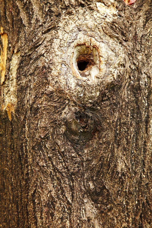 Close up tree texture stock photo. Image of retro, space - 40507866