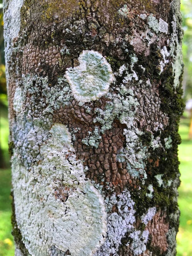 Close-up of a Tree Trunk with an Array of Textures Created by a Variety of Mossy Algae and ...